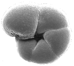 RealClimate: 2000 Years of Sea Level (+updates)